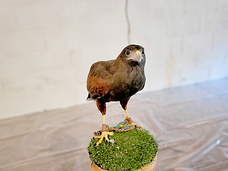 Snowfest set for Saturday at Greenwood Furnace | News, Sports, Jobs ...